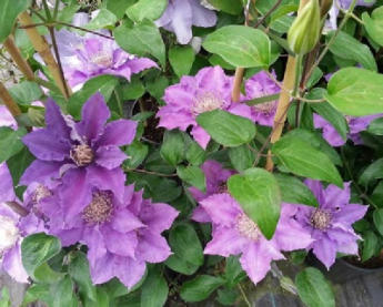 Clematis Bijou
