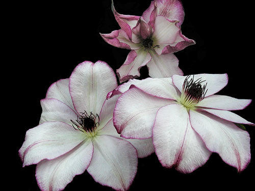 Clematis Omoshiro