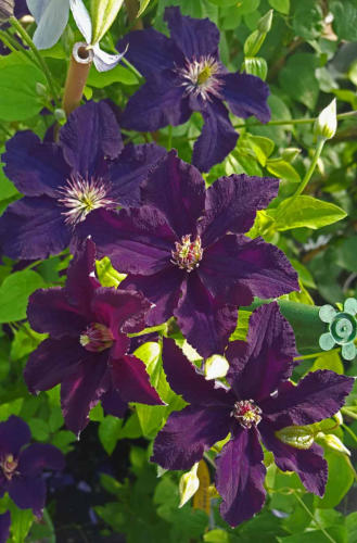 Clematis Rasputin
