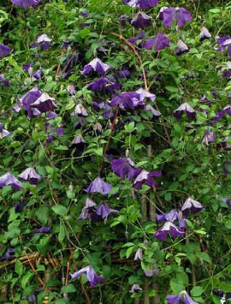 Clematis viticella Little Bas